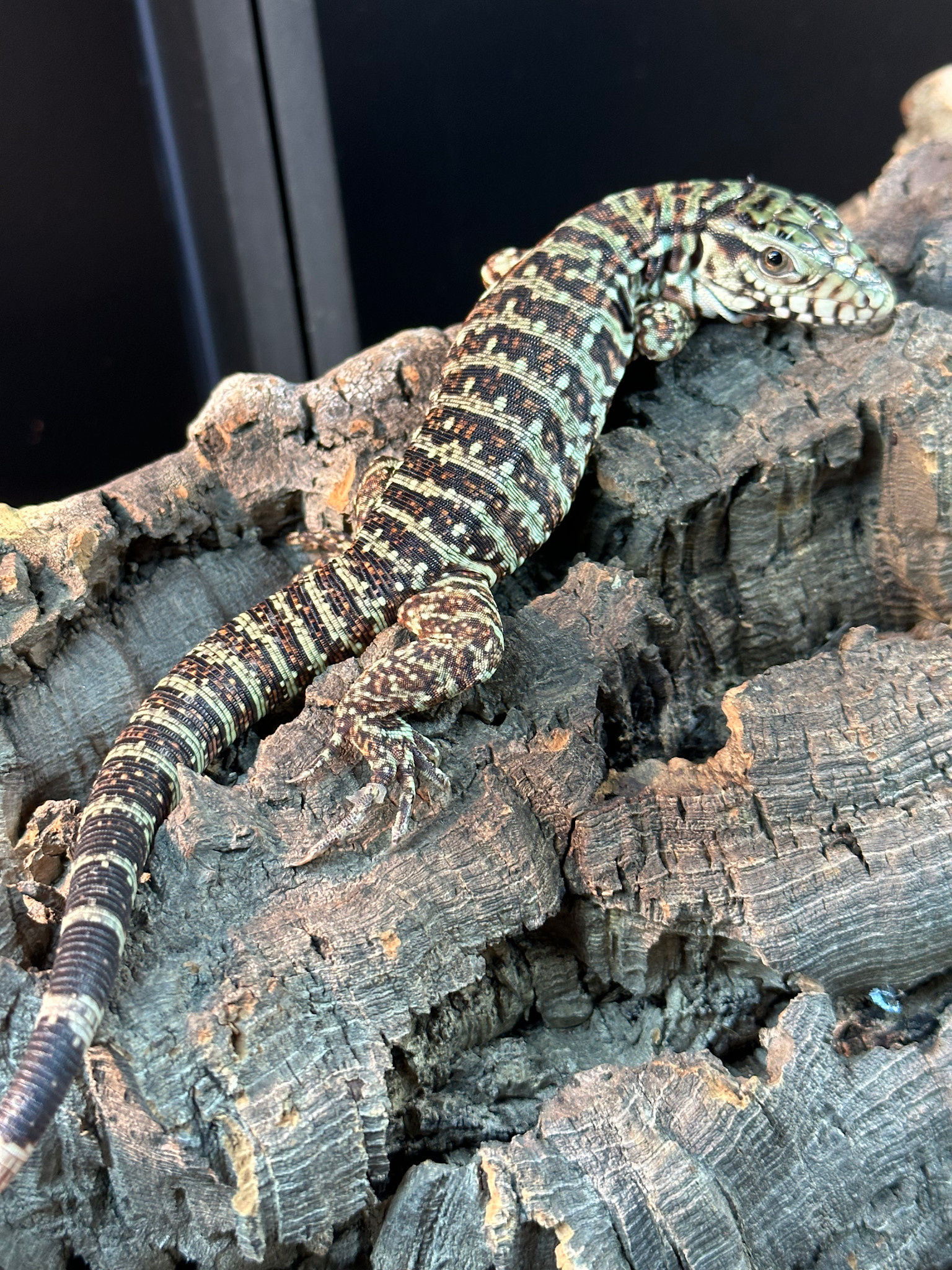 Red Tegu Baby - Roonami