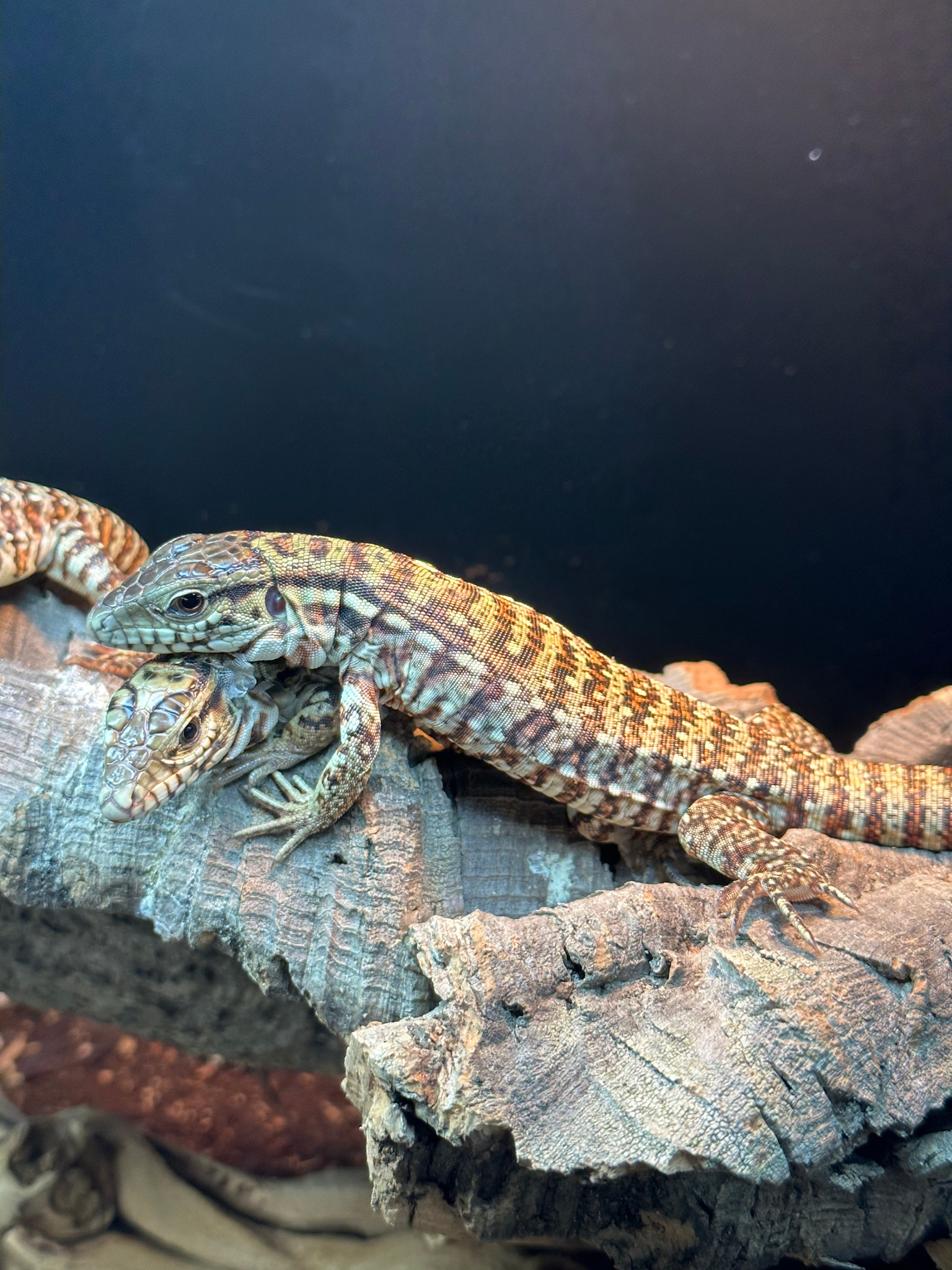 Red Tegu Baby - Roonami
