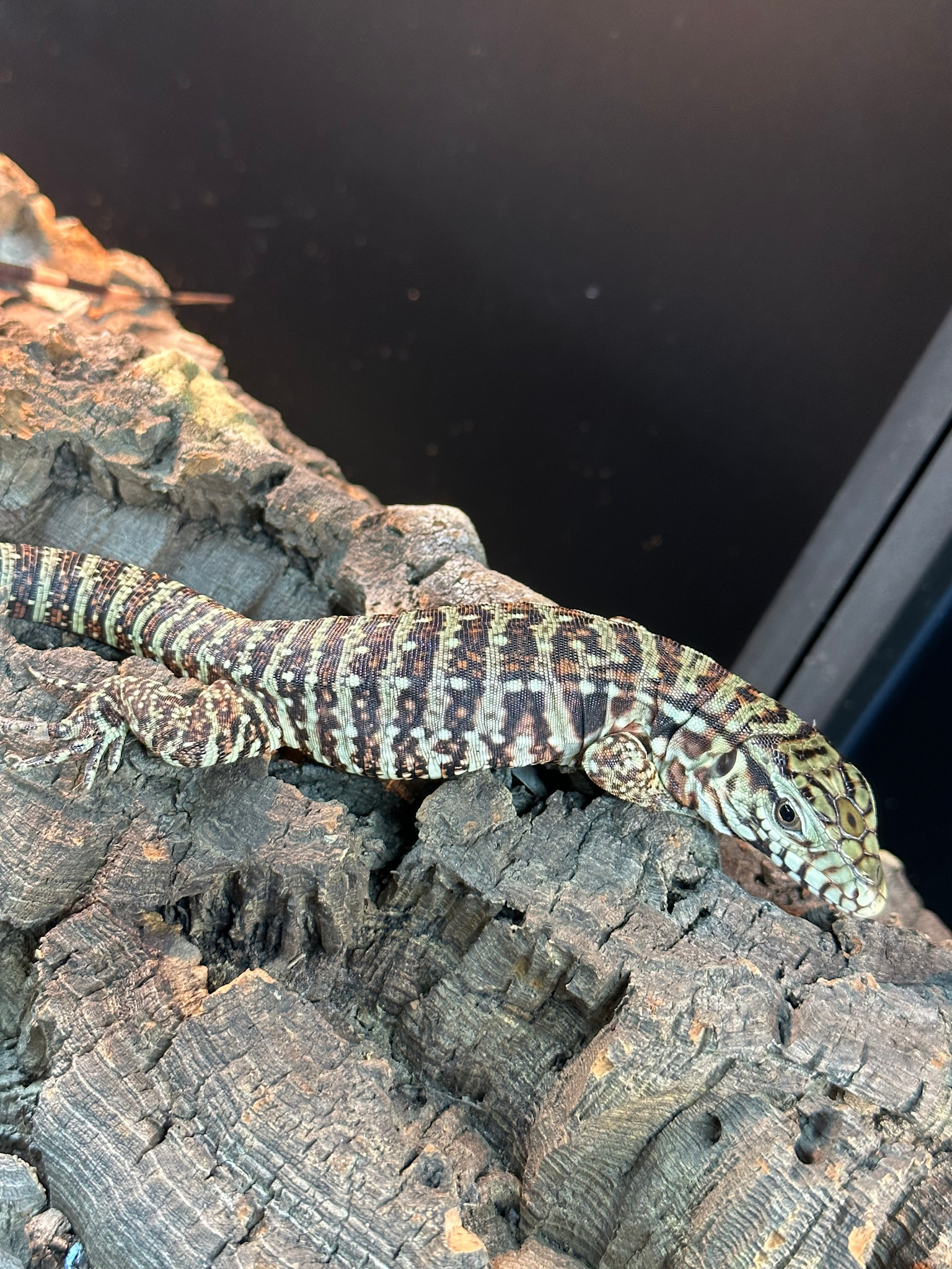 Red Tegu Baby - Roonami