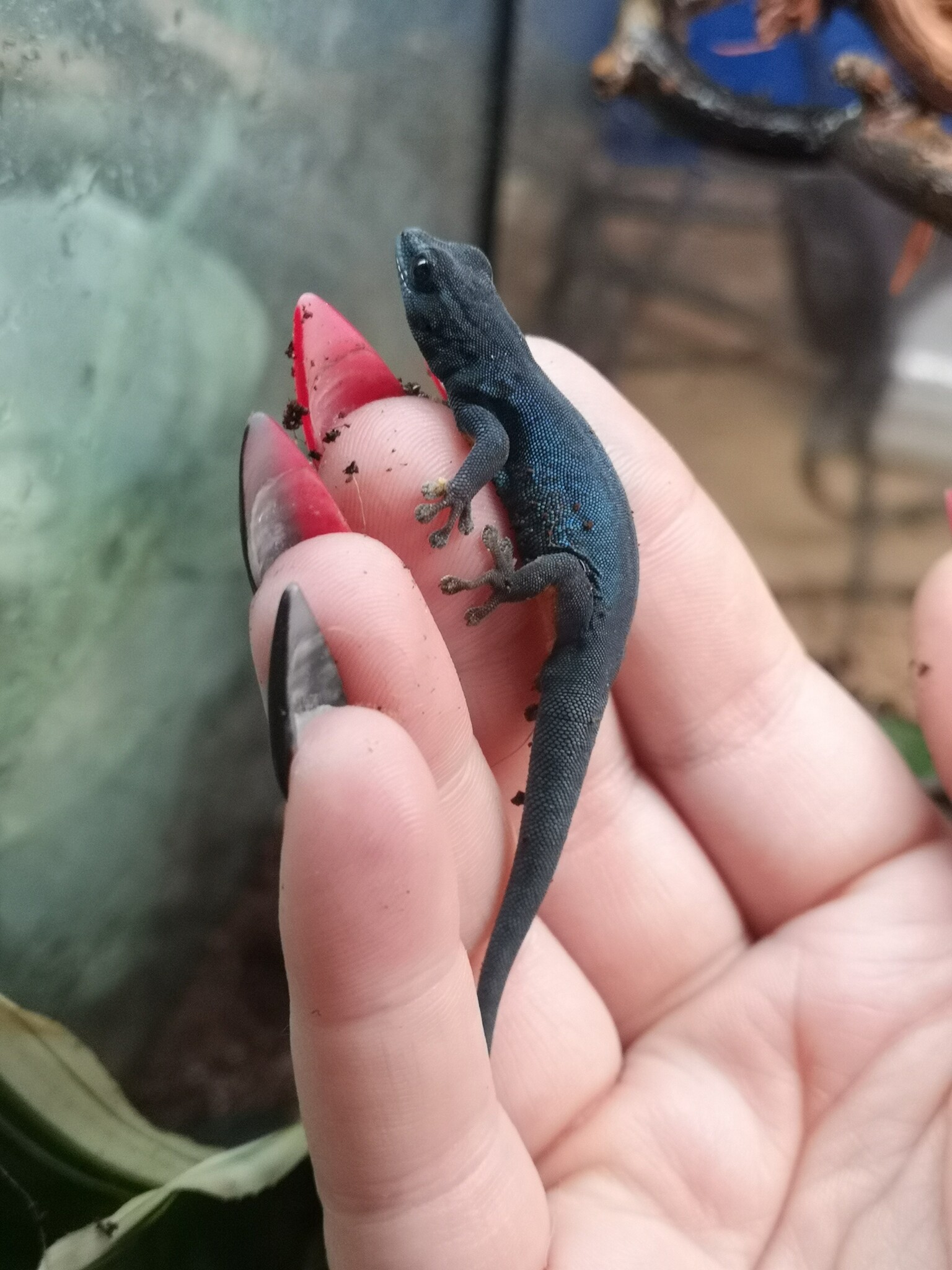Electric Blue Day Gecko, Lygodactylus williamsi Male (Captive Bred ...