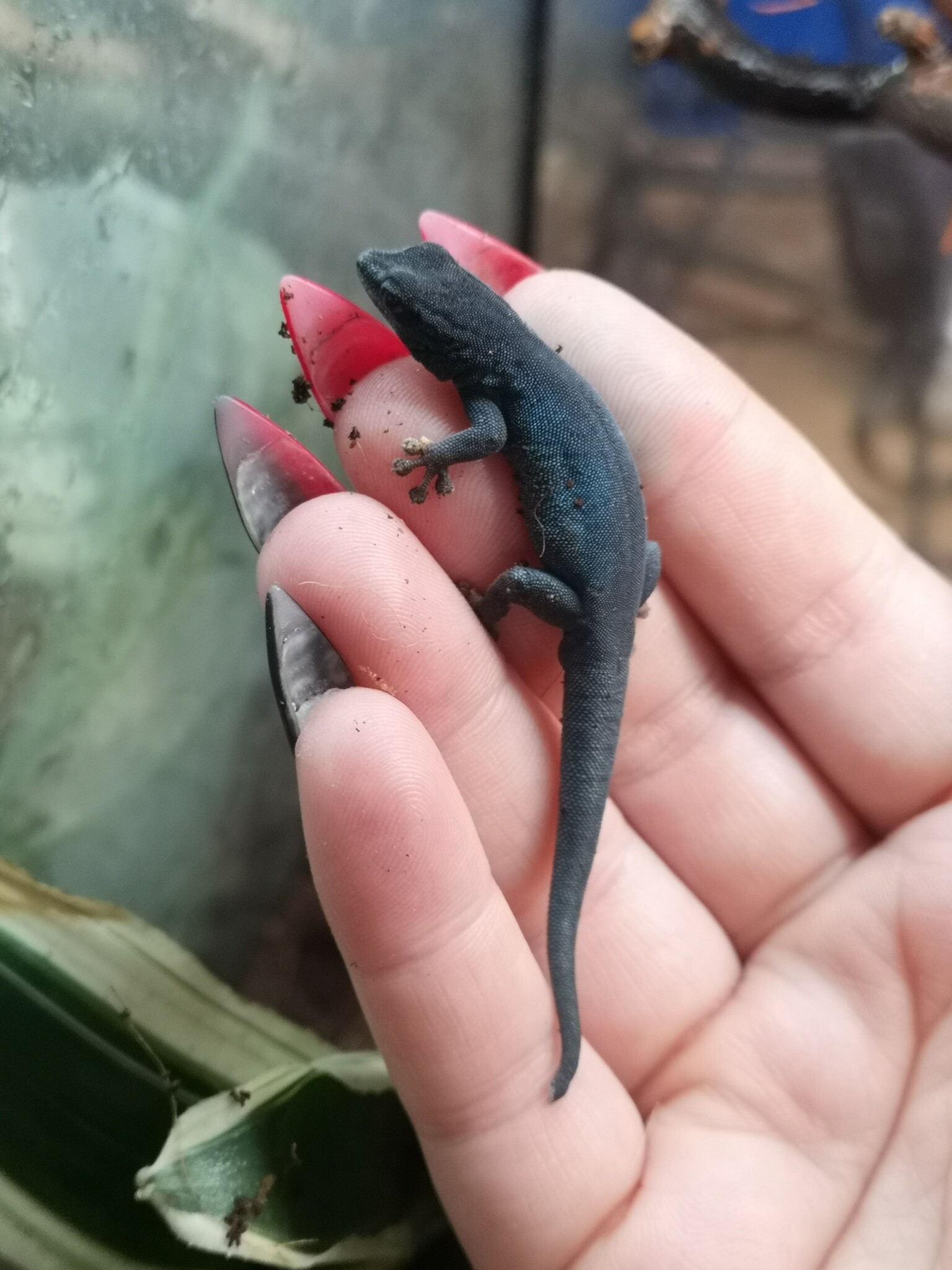 Electric Blue Day Gecko, Lygodactylus williamsi Male (Captive Bred ...