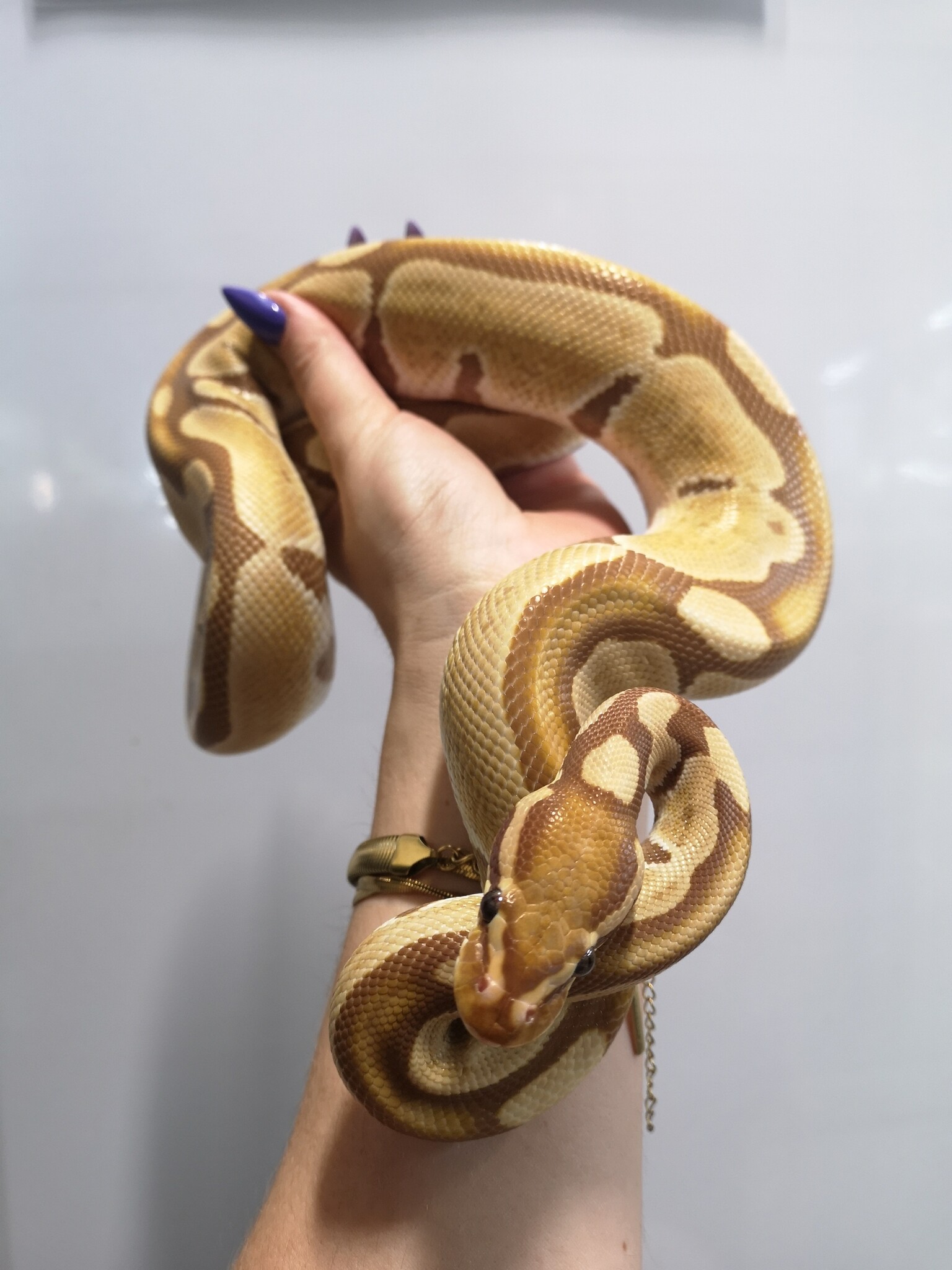 Ultramel Ball Python Female 'SP' - Roonami