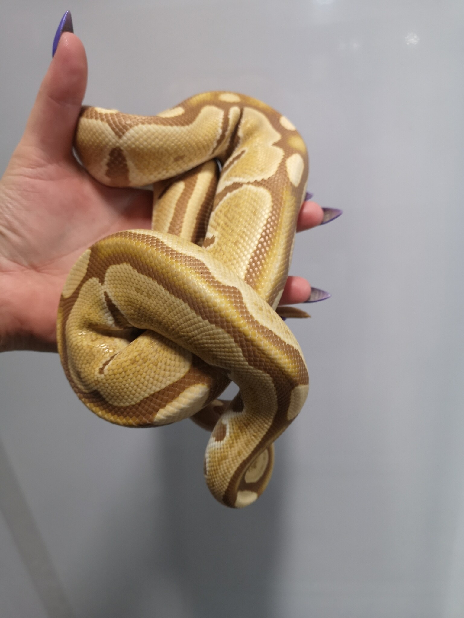 Ultramel Ball Python Female 'SP' - Roonami