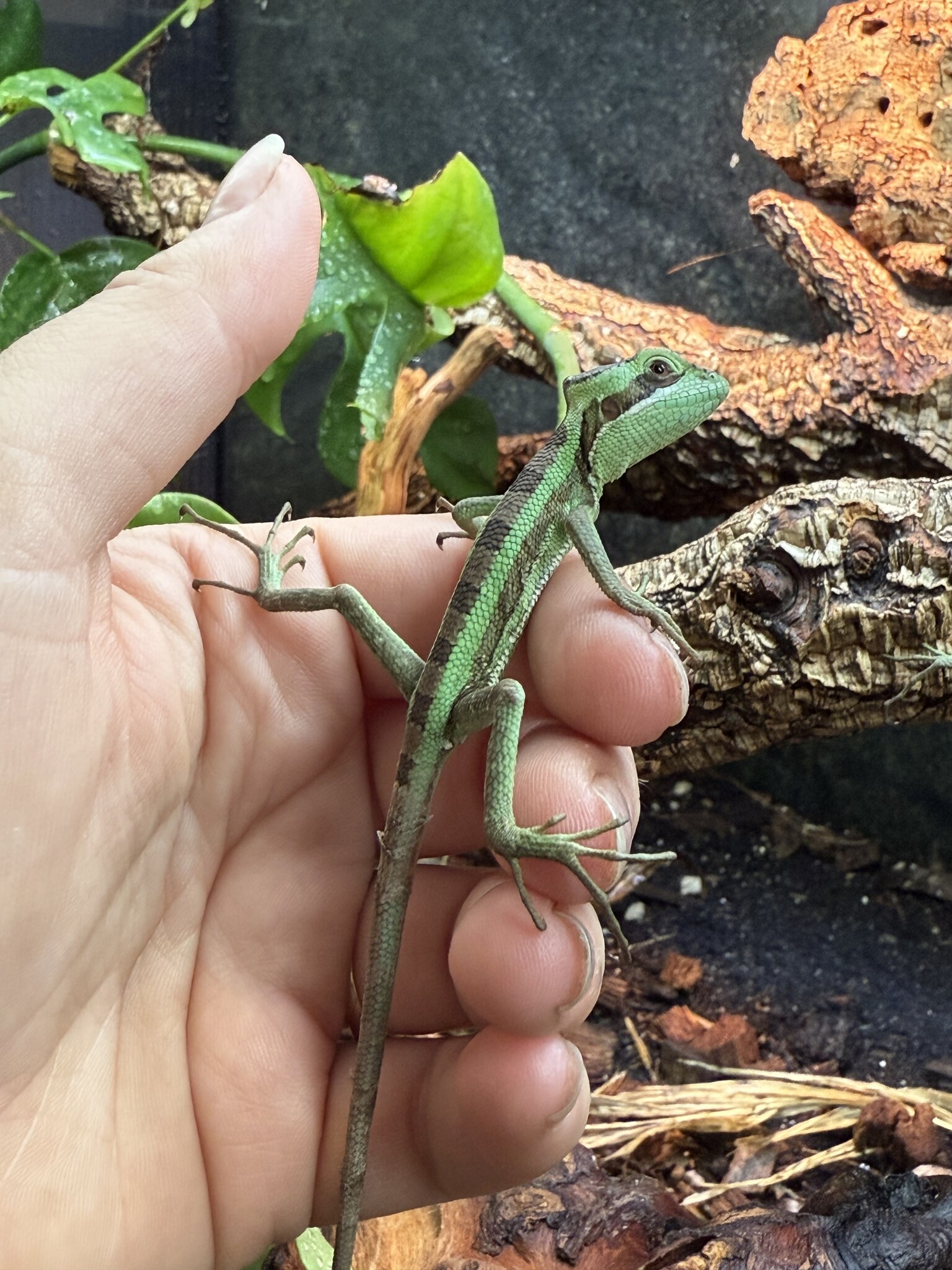 Eastern casquehead iguana, Laemanctus longipes CB - Roonami