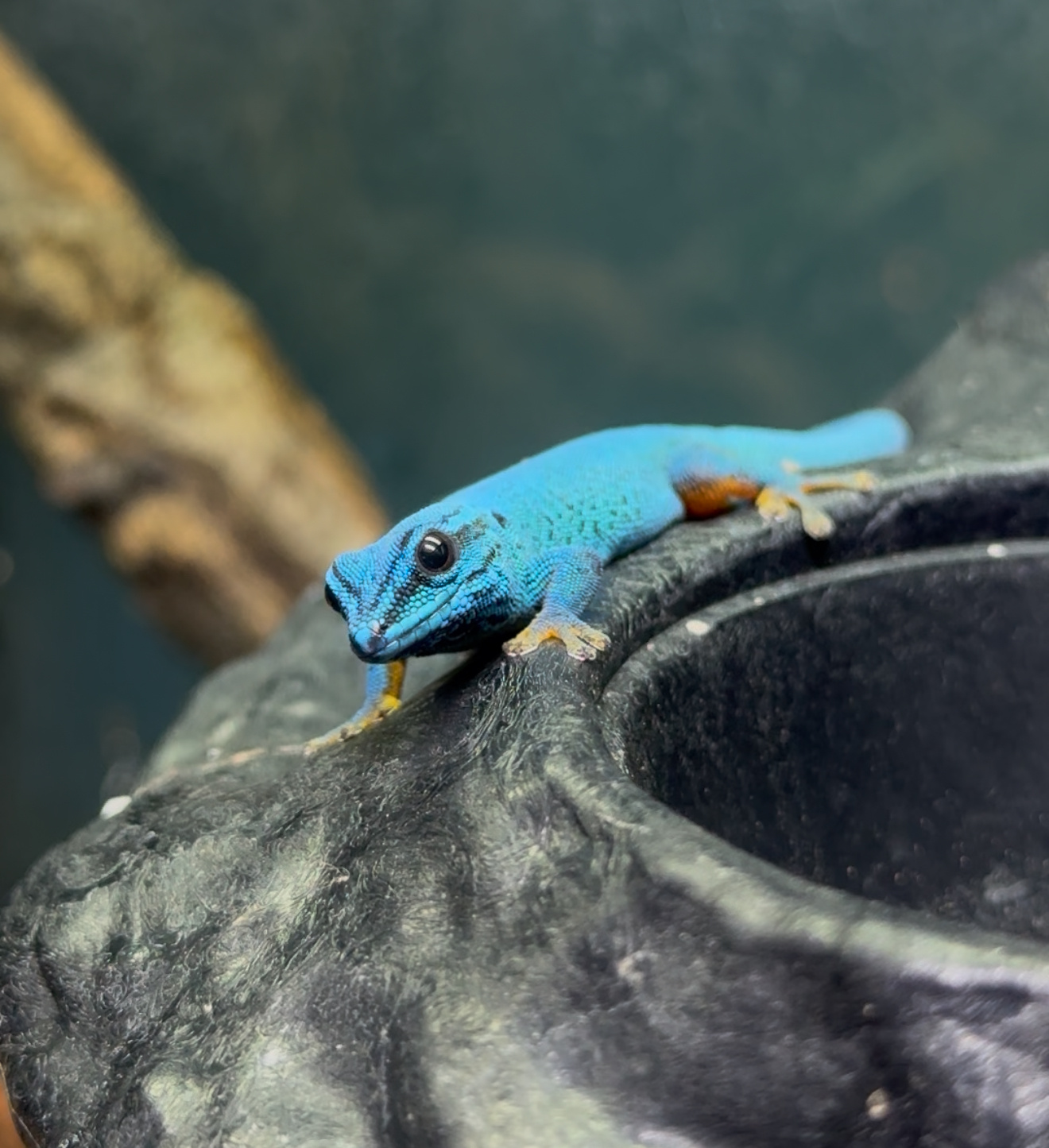 Electric Blue Day Gecko, Lygodactylus williamsi Male (Captive Bred ...