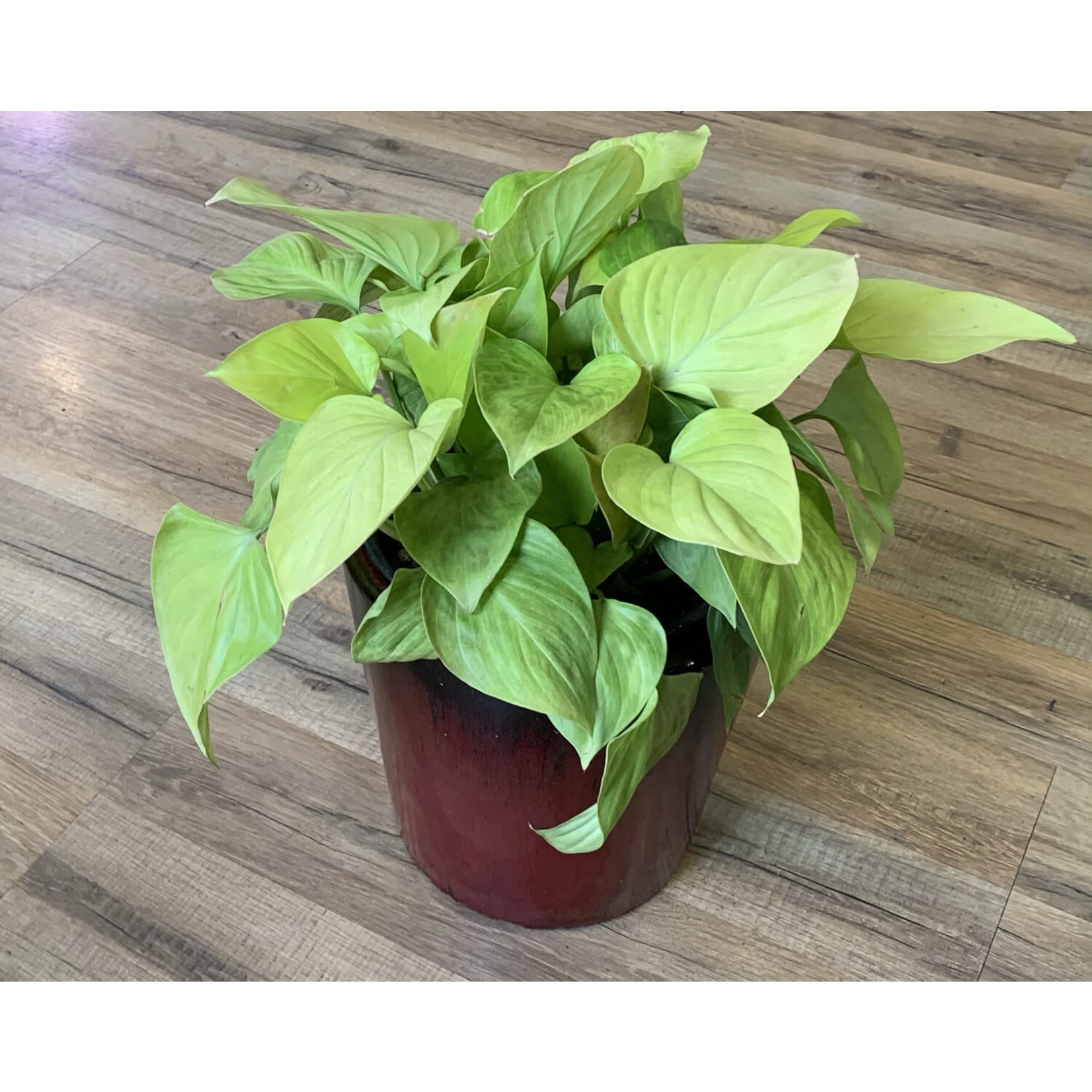 Gardening & Plants Home & Hobby Floral & Garden Crafts Homalomena ...