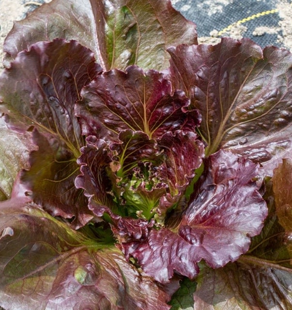 Lettuce Red Iceberg - HomeGrow'N Grow Shop