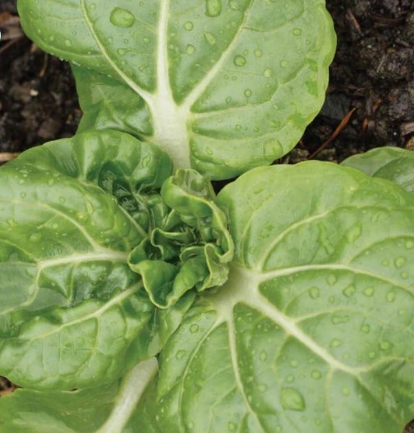 Toy Choy Pac Choi - HomeGrow'N Grow Shop