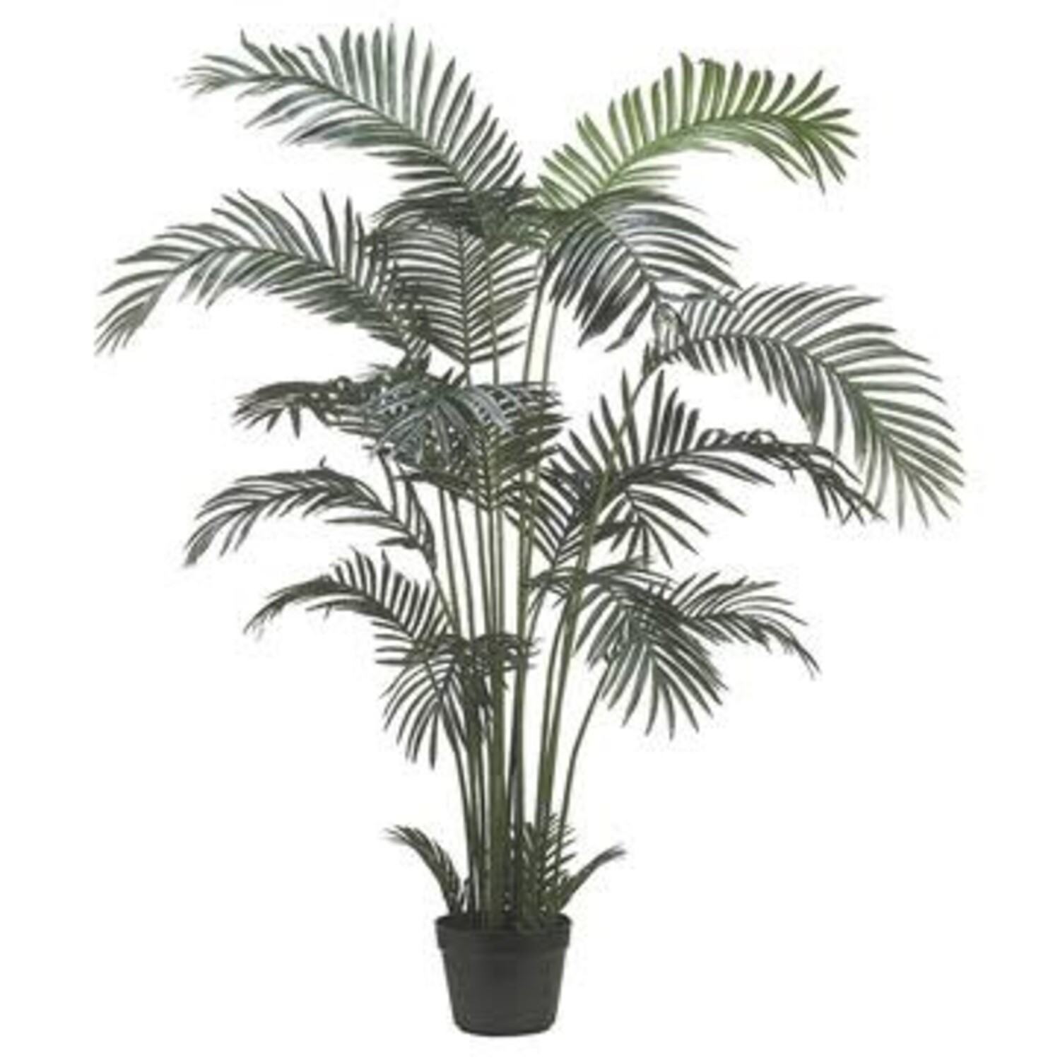 6' Areca Palm Tree- Green - Jes & Gray Living