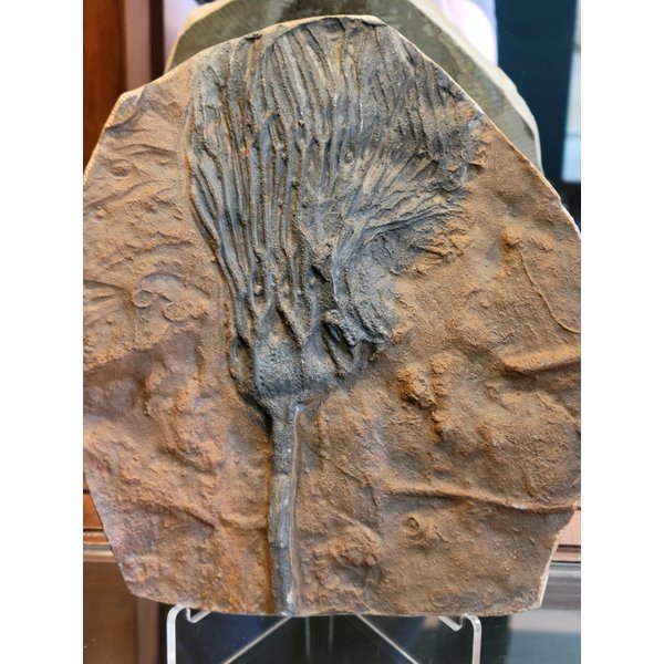 Paleontology - Briar and Bone