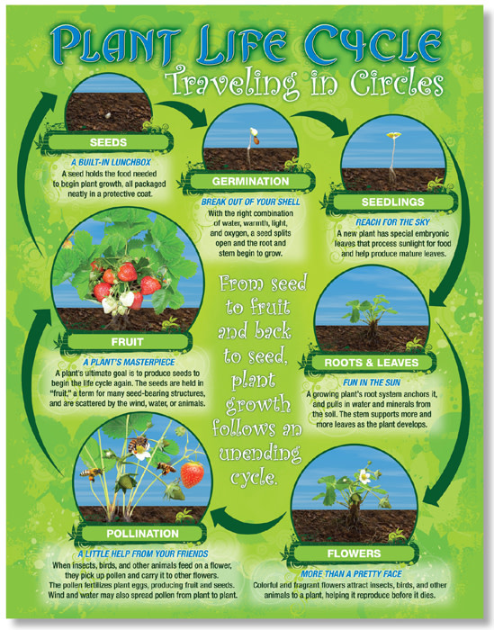 Plant Life Cycle Quick-Study Poster - Educational Outfitters