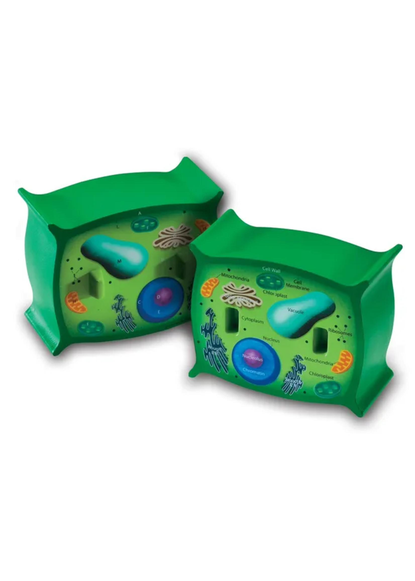 CROSS SECTION PLANT CELL MODEL - Educational Outfitters