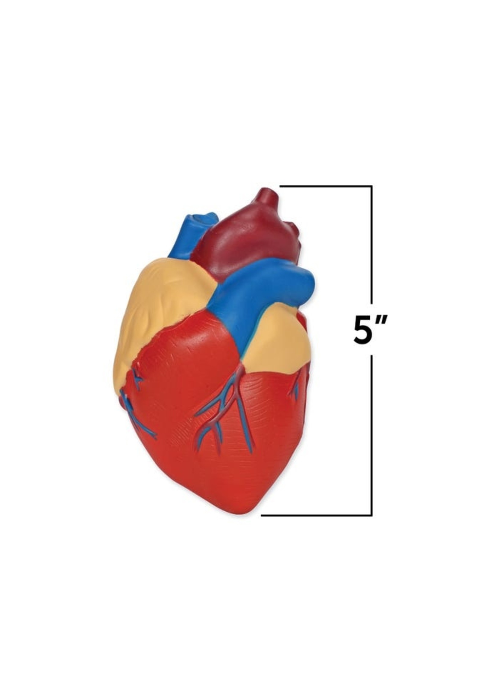 CROSS SECTION HUMAN HEART MODE - Educational Outfitters