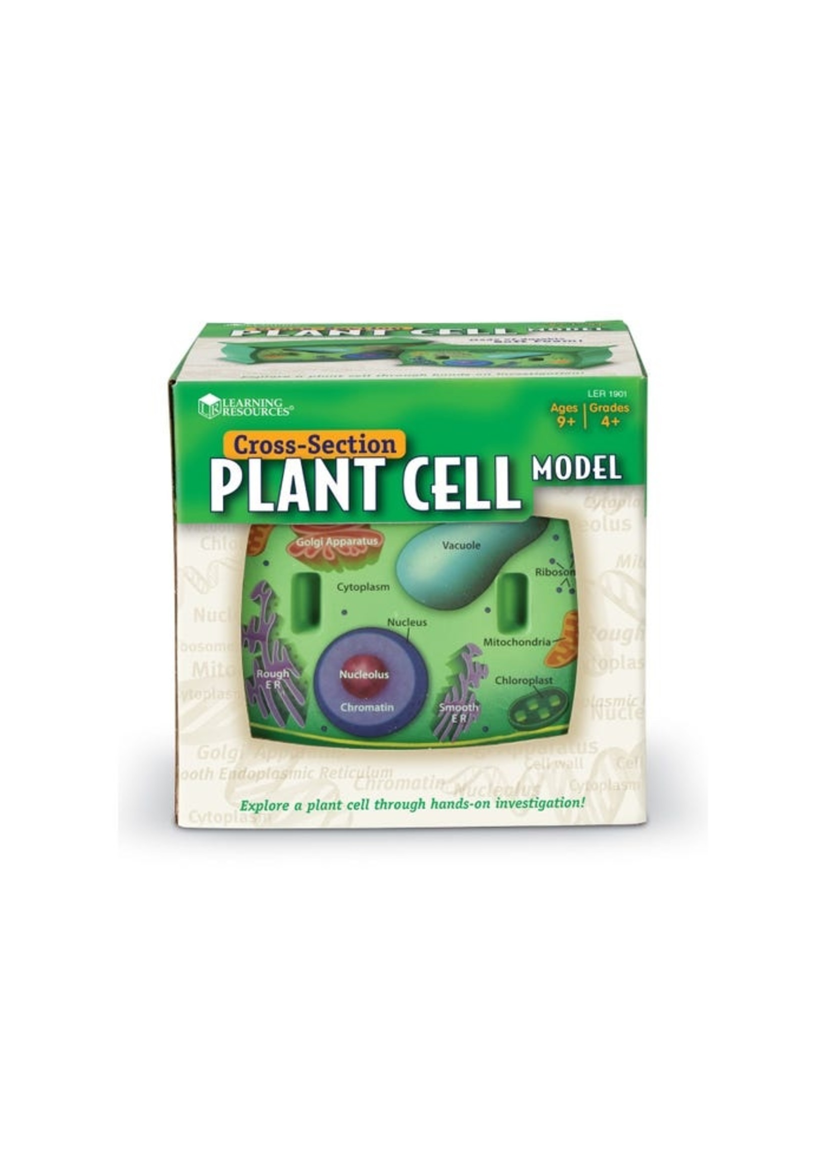 CROSS SECTION PLANT CELL MODEL - Educational Outfitters