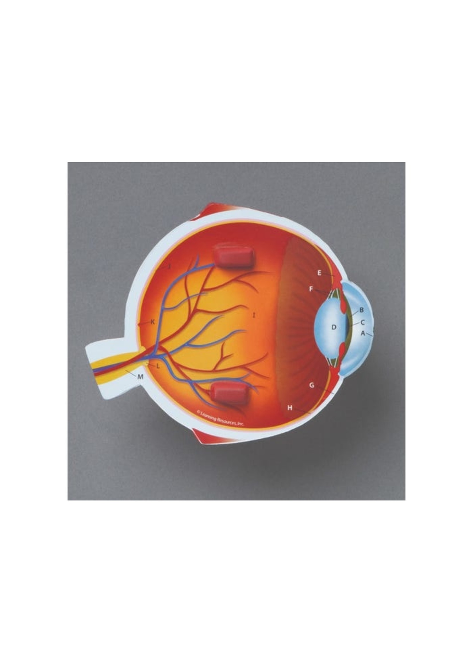 FOAM EYE MODEL - Educational Outfitters