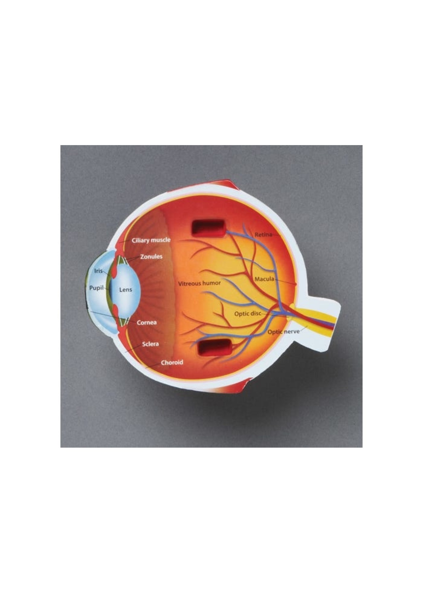 FOAM EYE MODEL - Educational Outfitters