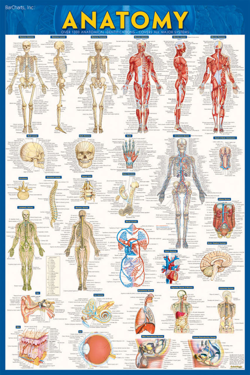 QuickStudy: Anatomy Laminated Poster - Educational Outfitters