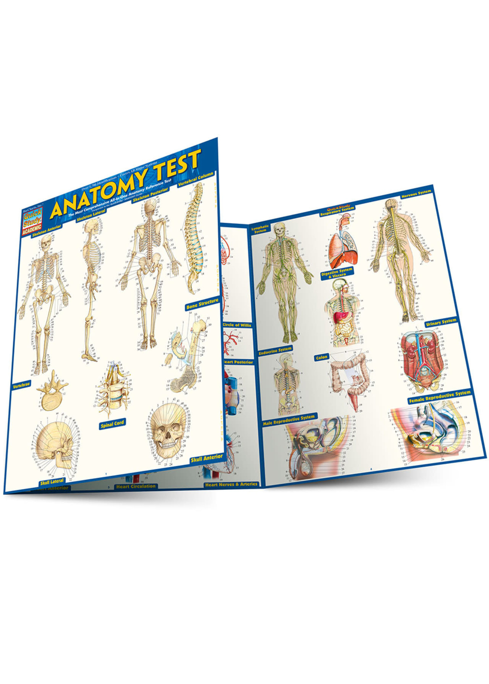 BarCharts Chemistry PDF Bar Charts Anatomy Study Guide Med/Health ...