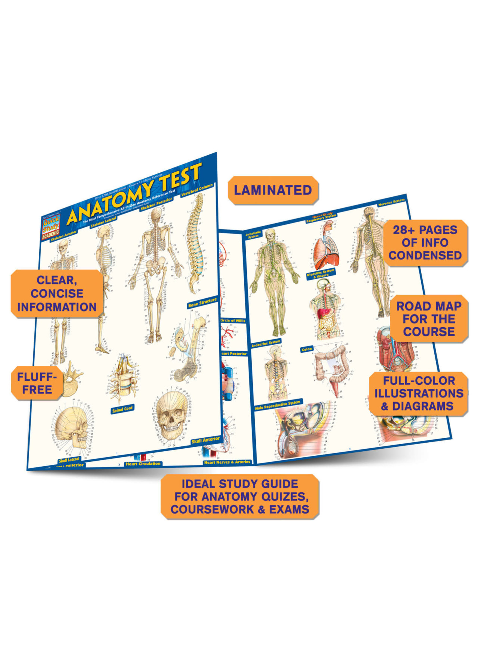 ANATOMY TEST - Educational Outfitters