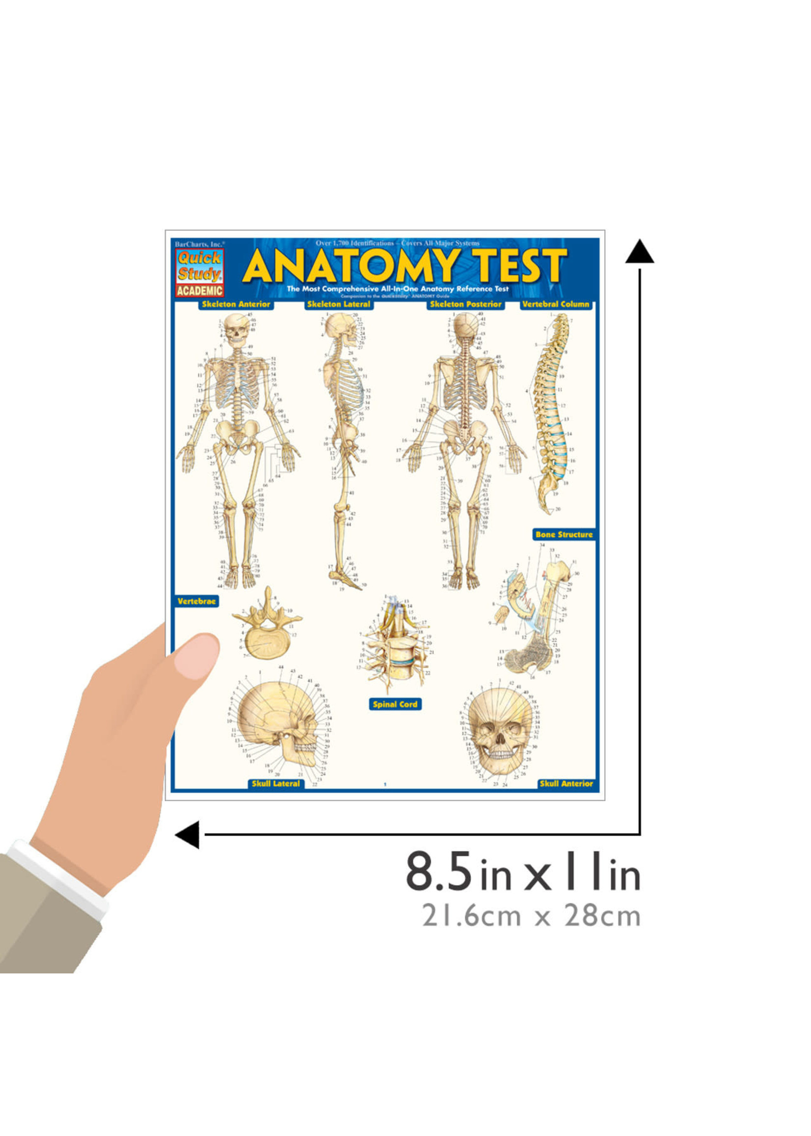 ANATOMY TEST - Educational Outfitters