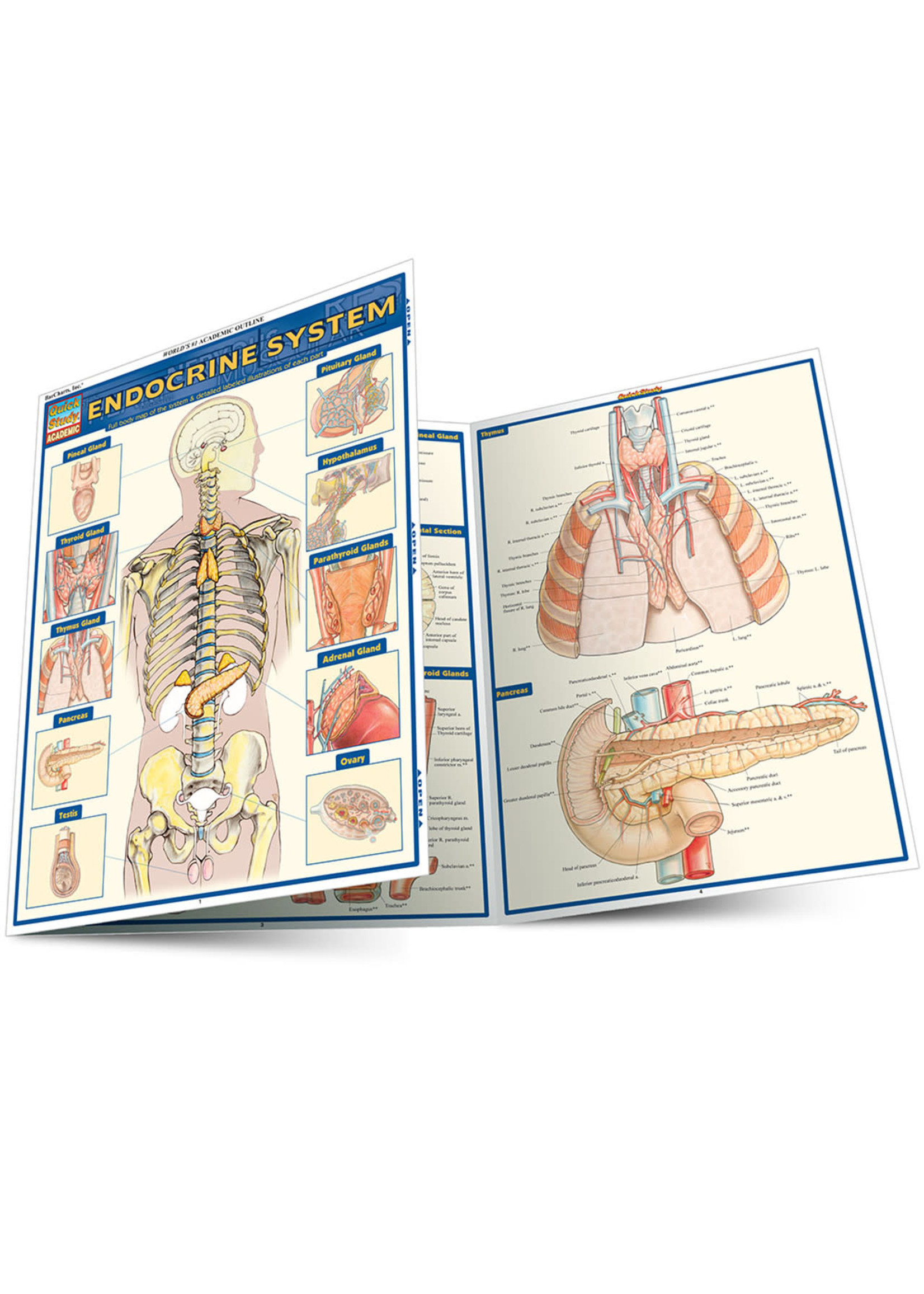 ENDOCRINE SYSTEM - Educational Outfitters