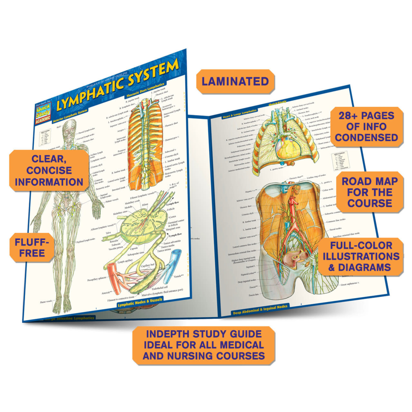 Pocket Calendar Human Lymphatic System Laminated Pocket Chart - Medical Quick Reference Guide By ...