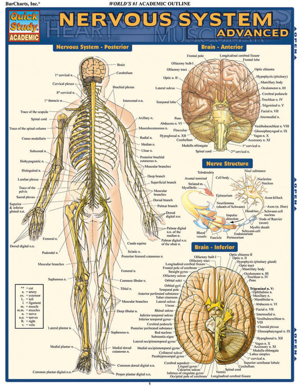 QuickStudy: Nervous System Advanced Laminated Study Guide - Educational ...