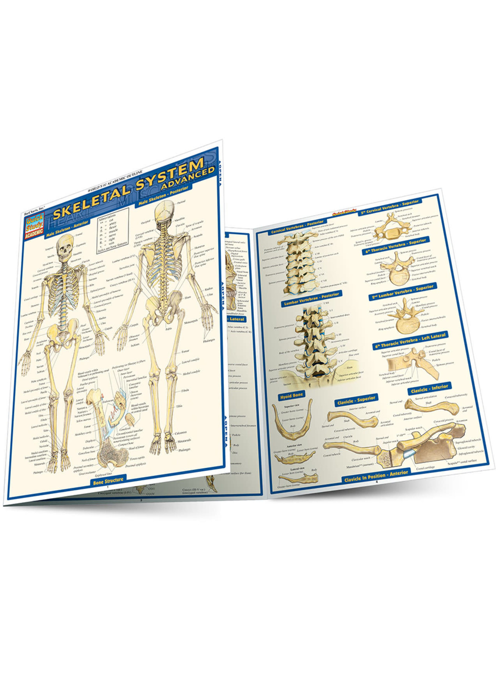 SKELETAL SYSTEM ADVANCED - Educational Outfitters