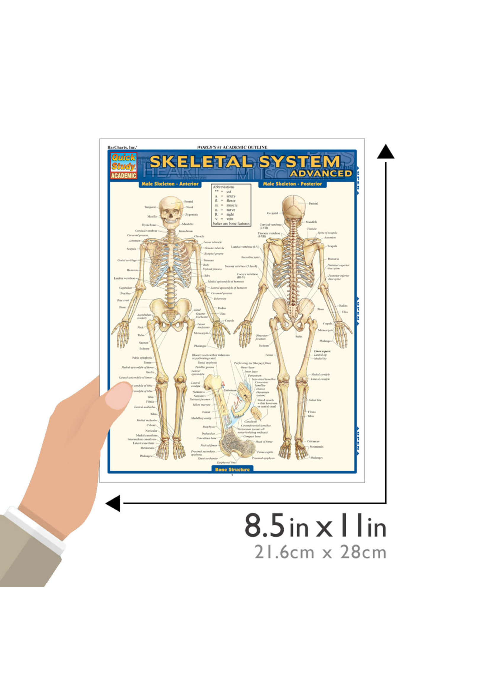 SKELETAL SYSTEM ADVANCED - Educational Outfitters