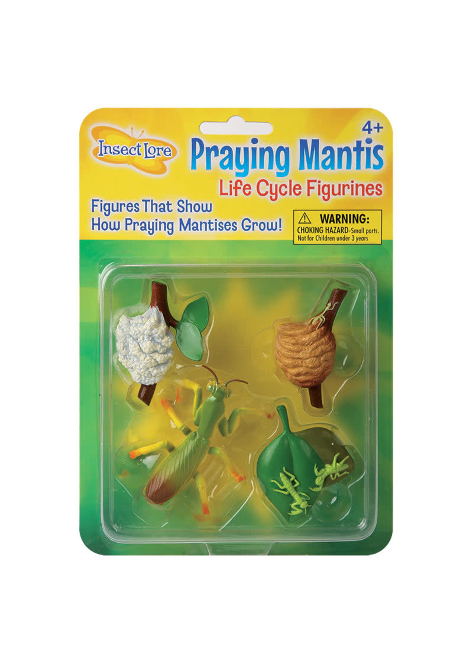 MANTIS LIFE CYCLE STAGES - Educational Outfitters
