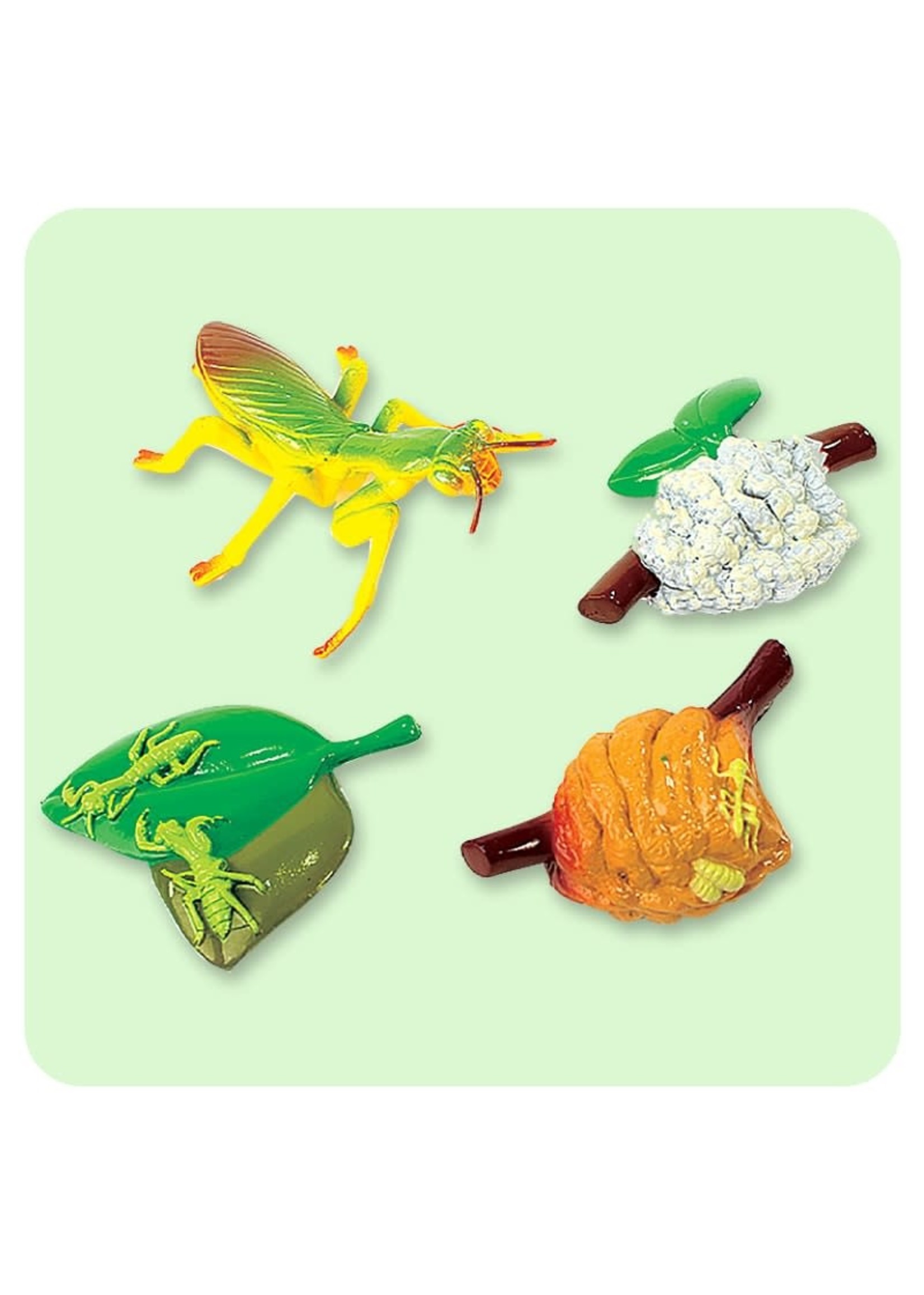 MANTIS LIFE CYCLE STAGES - Educational Outfitters