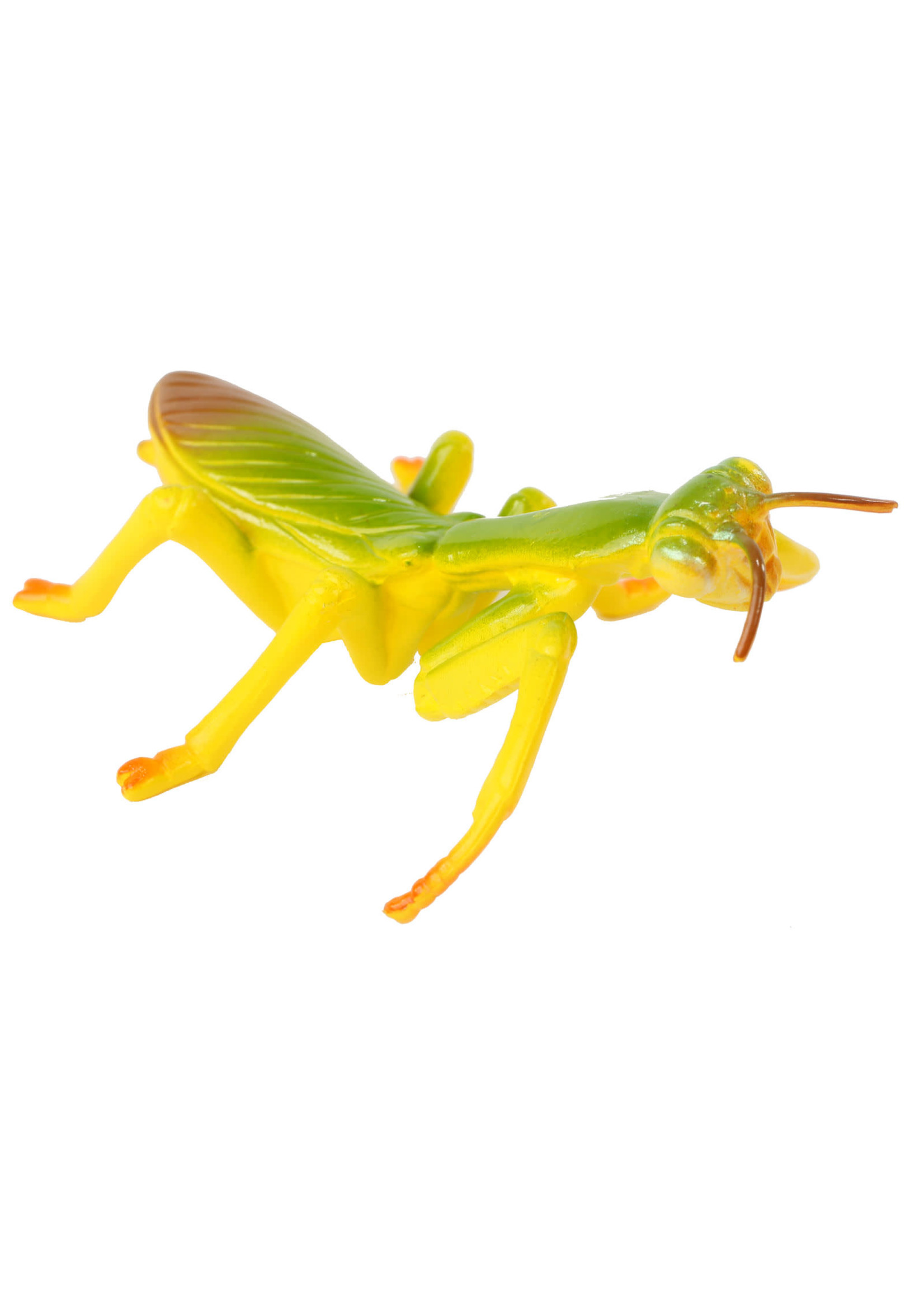 MANTIS LIFE CYCLE STAGES - Educational Outfitters