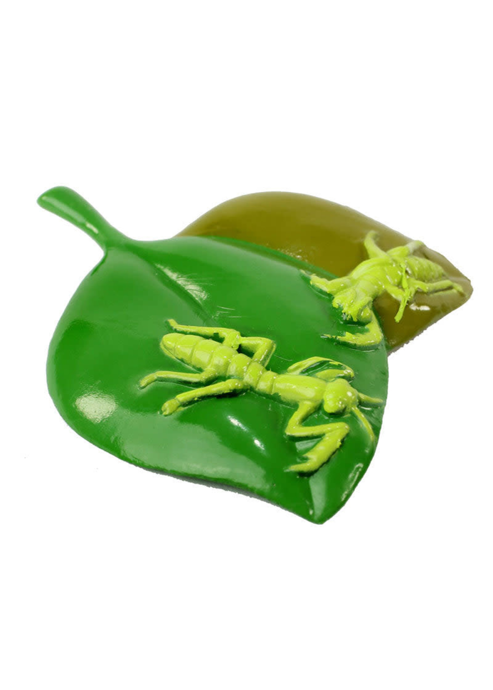 MANTIS LIFE CYCLE STAGES - Educational Outfitters