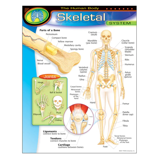 The Human Body–Skeletal System Learning Chart - Educational Outfitters