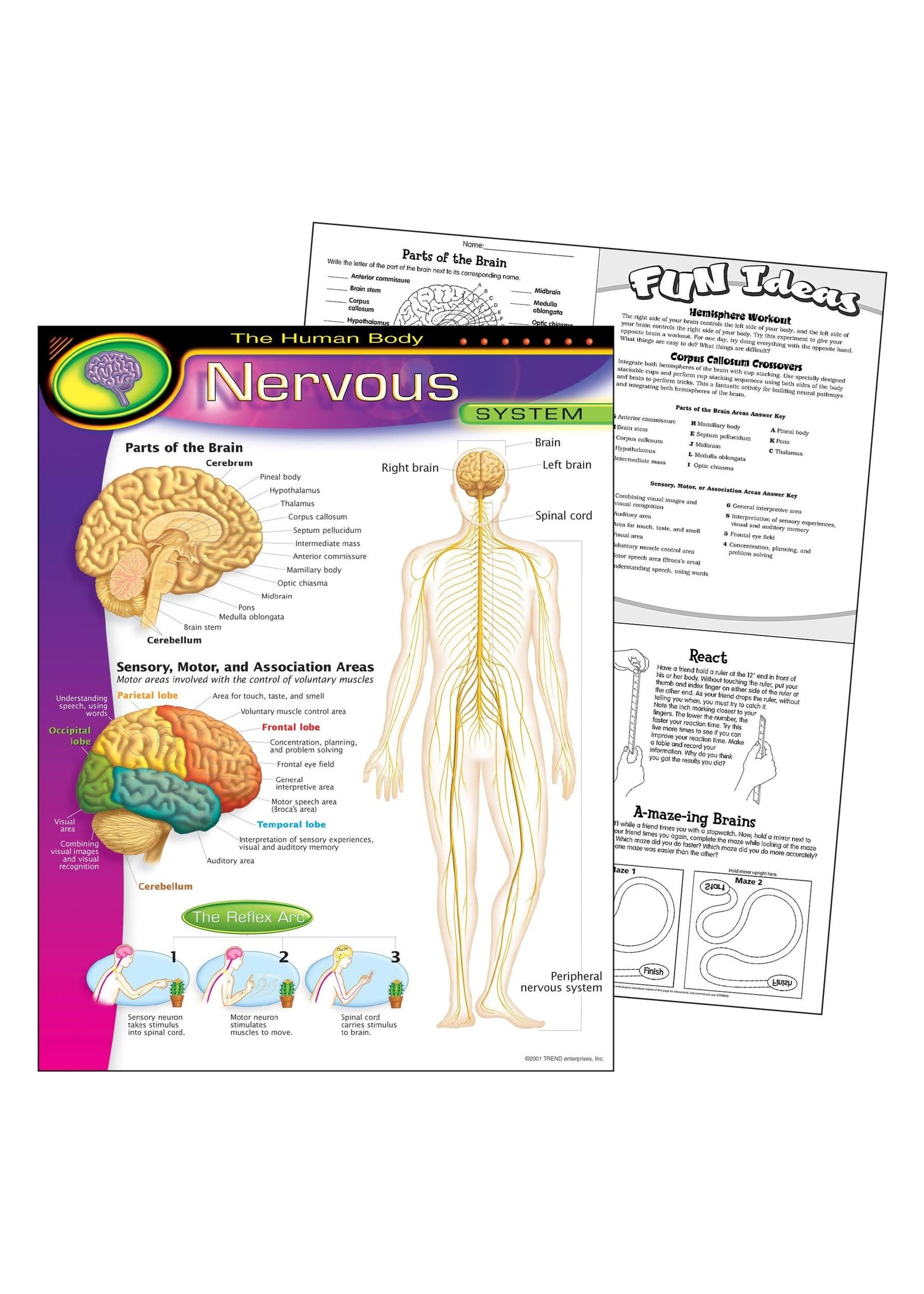 CHT THE HUMAN BODY - NERVOUS SYSTEM - Educational Outfitters
