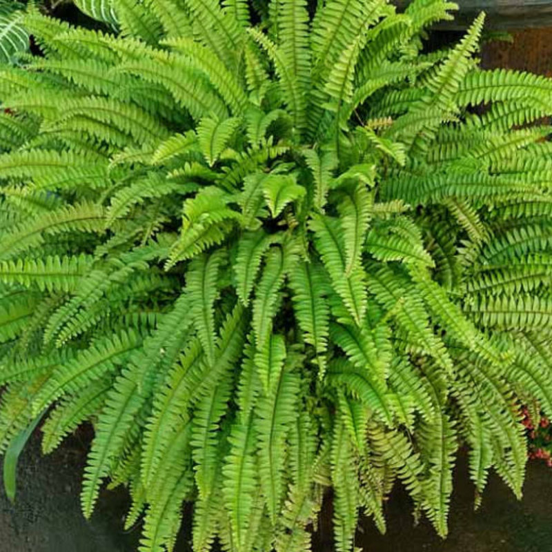 Shade Plant - The Plant Shoppe