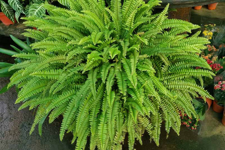 Fern Nevada 10" Hanging Basket - The Plant Shoppe
