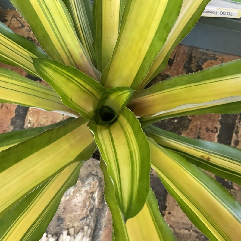 Plants, Indoor and outdoor flowering plants, evergreens - The Plant Shoppe