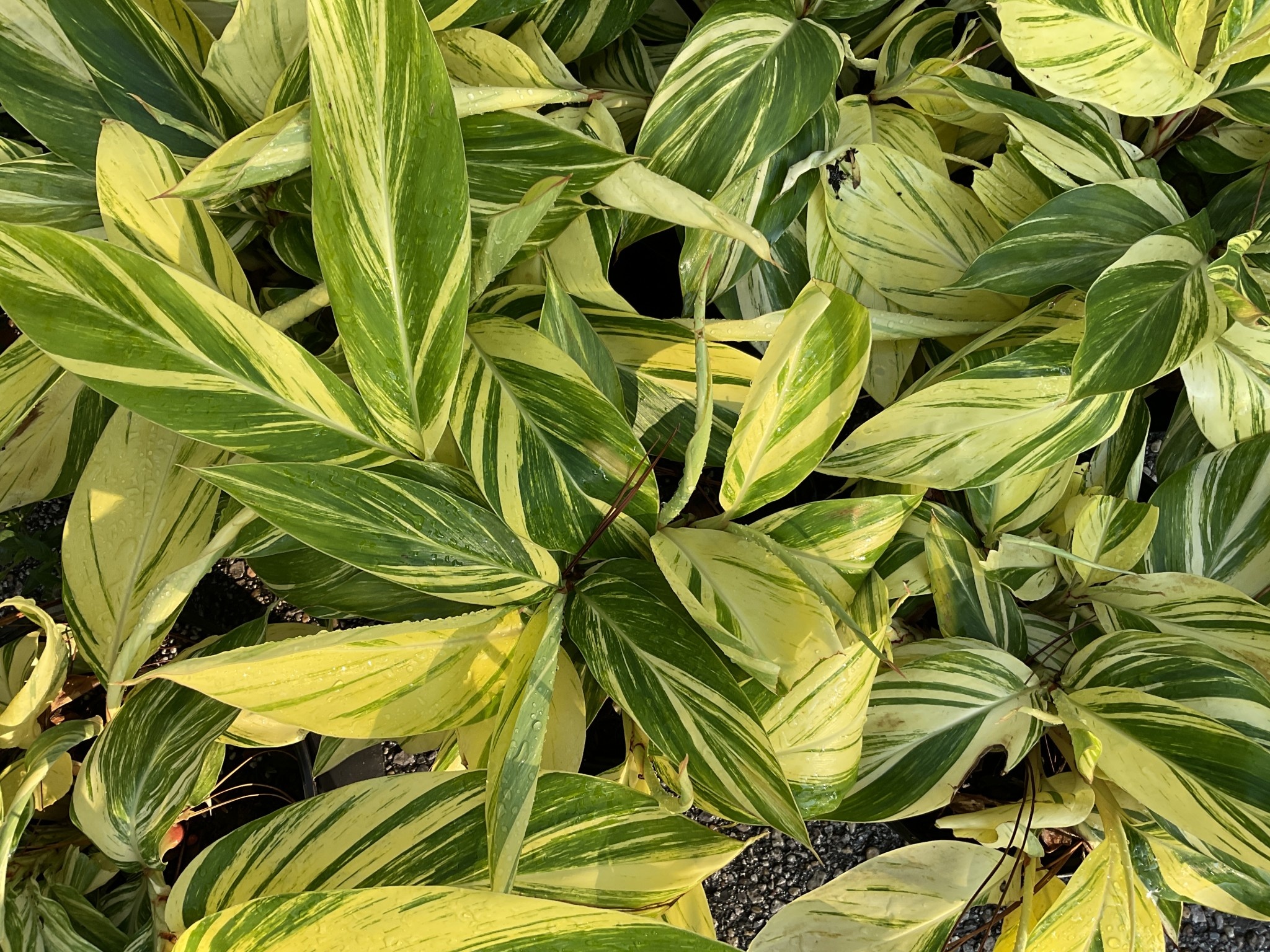 Ginger variegated 3 gal - The Plant Shoppe