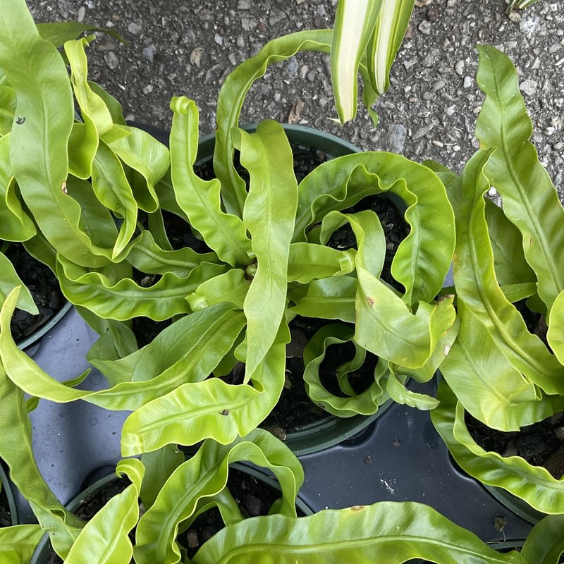 Plants, Indoor and outdoor flowering plants, evergreens - The Plant Shoppe