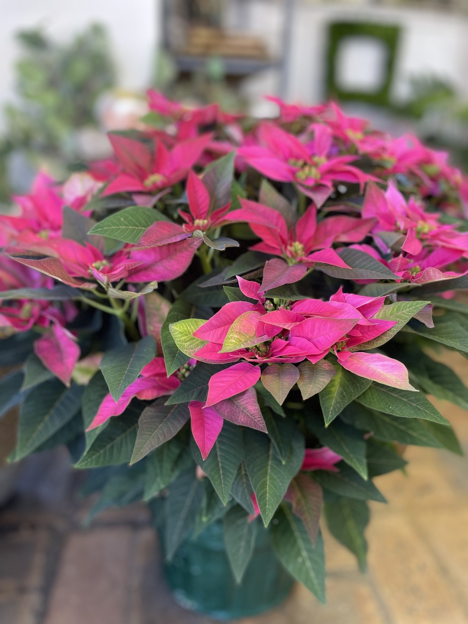 Poinsettia - 10" Hot Pink - The Plant Shoppe