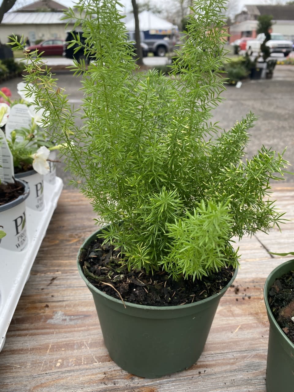 The Plant Shoppe Fern 'Foxtail' 6" container - The Plant Shoppe