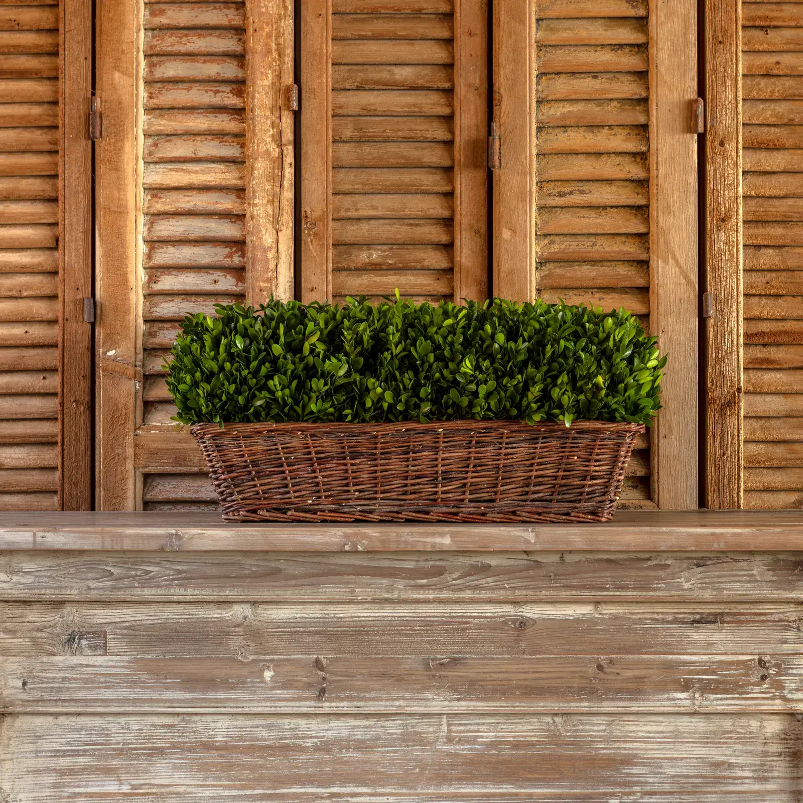Extra Large Preserved Boxwood Hedge In Basket - The Plant Shoppe