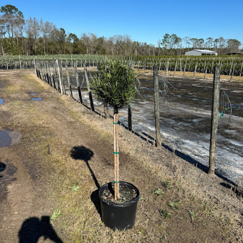 Sun Container/Ground - The Plant Shoppe