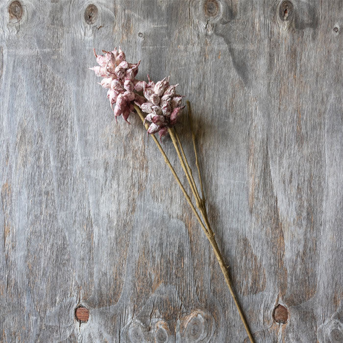 Abigail Ahern HEIRLOOM THISTLE STEM - MAUVE - The Plant Shoppe