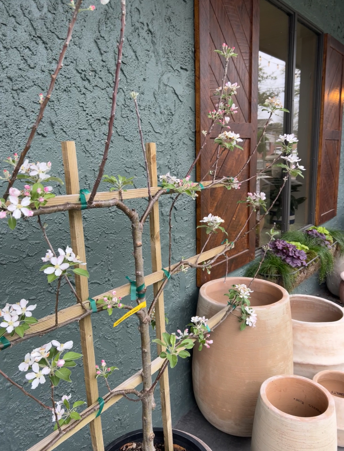 Golden Dorsett Apple "Trellis" 7G - The Plant Shoppe