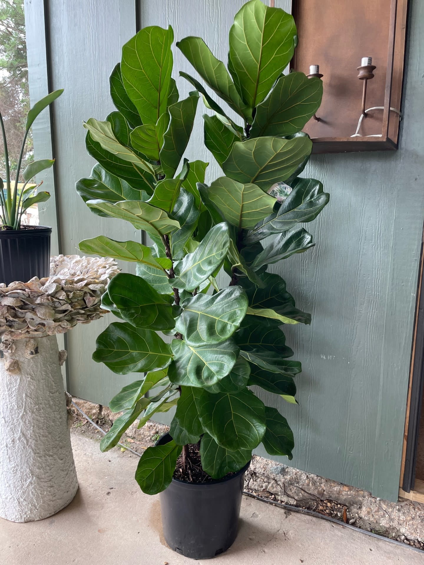 Ficus-Lyrata (Pandurata) Bush 14" - The Plant Shoppe