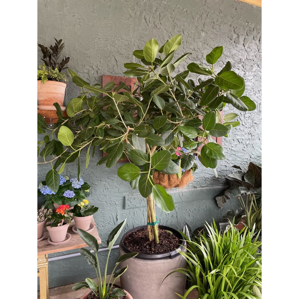 Ficus-Audrey 21" pot - The Plant Shoppe