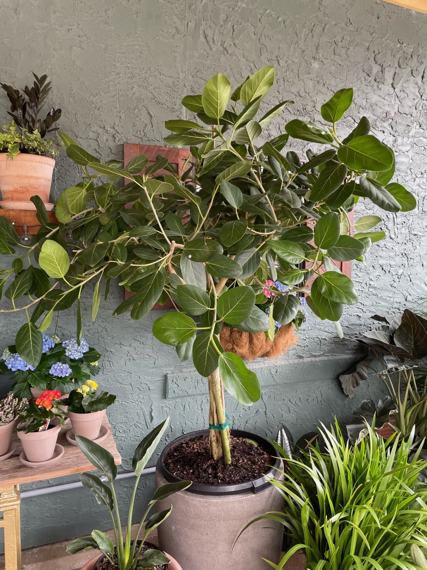Ficus-Audrey 21" pot - The Plant Shoppe