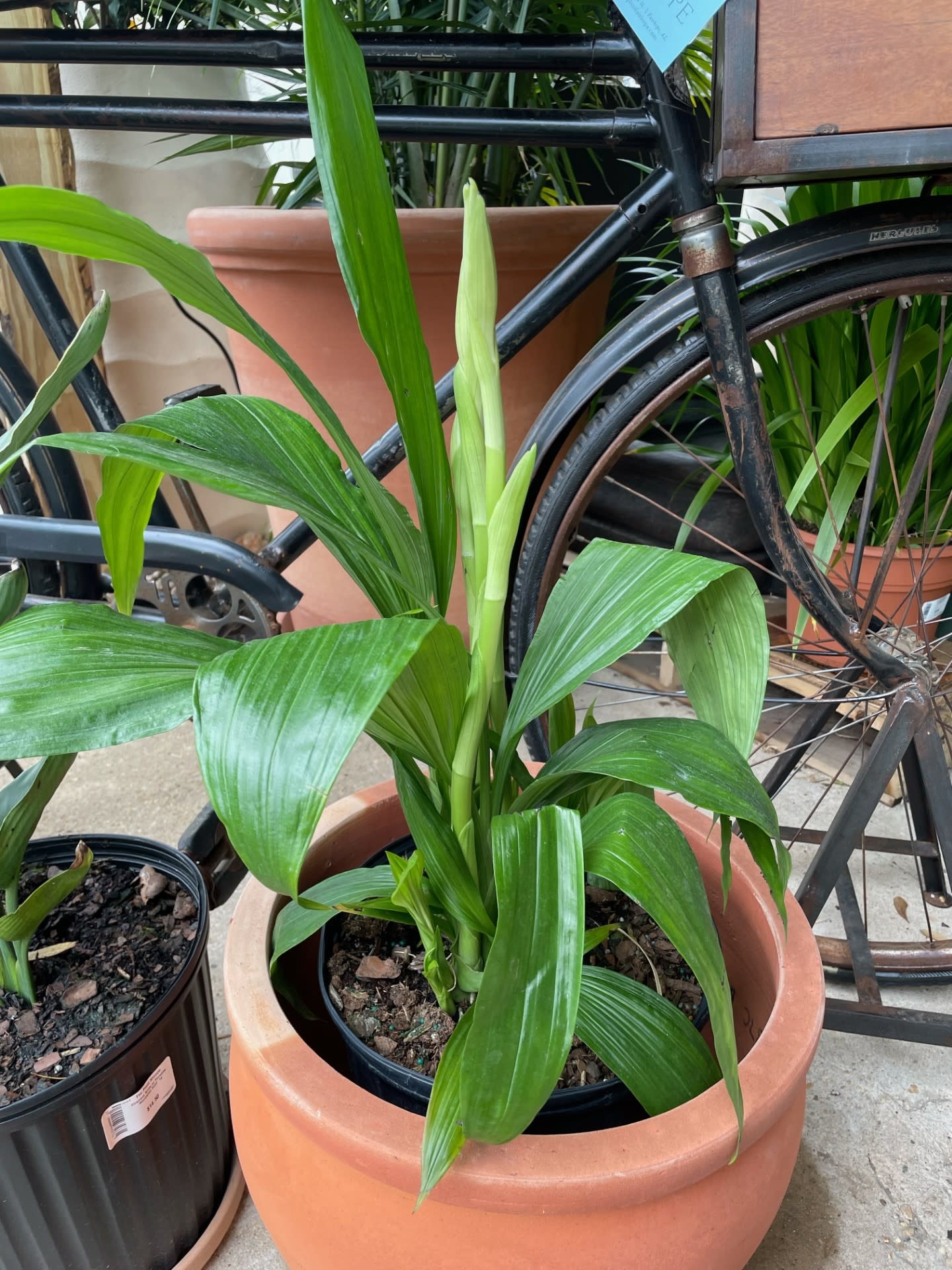 Flowering-Orchid Phaius 10" - The Plant Shoppe